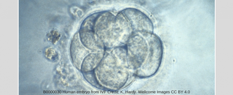Exploring the evidence around embryo mortality - F1000 Blogs