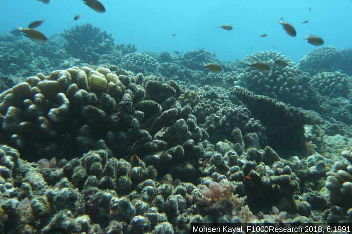 Unsuspected players may explain runaway coral collapses - F1000 ...